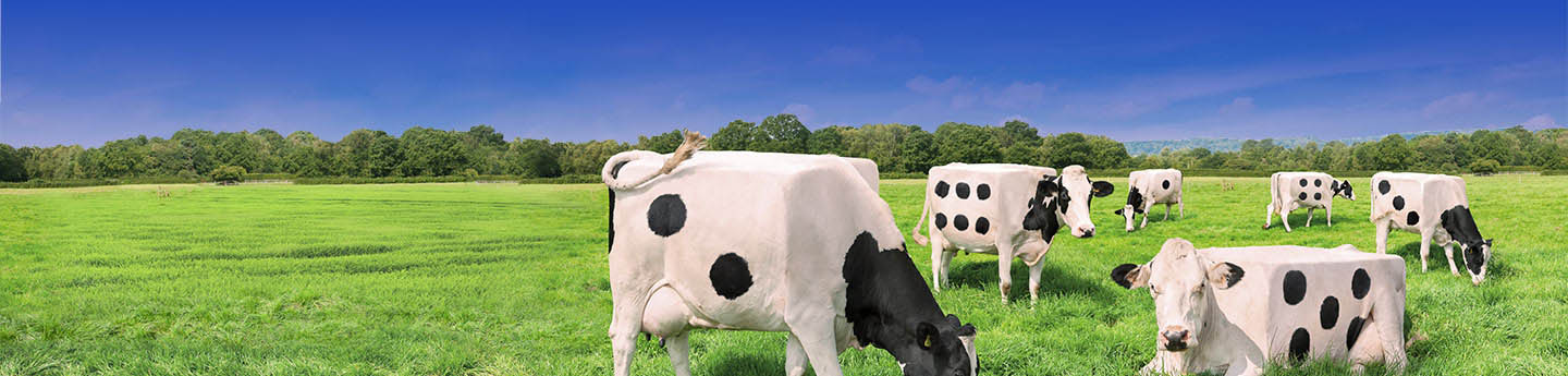Data privacy | Ubroseal is the only blue teat sealant for dairy cows.